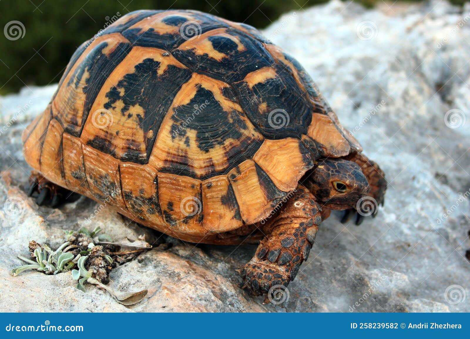 Tartaruga-grega Testudo-graeca Ou Tartaruga-roxa Foto de Stock - Imagem ...