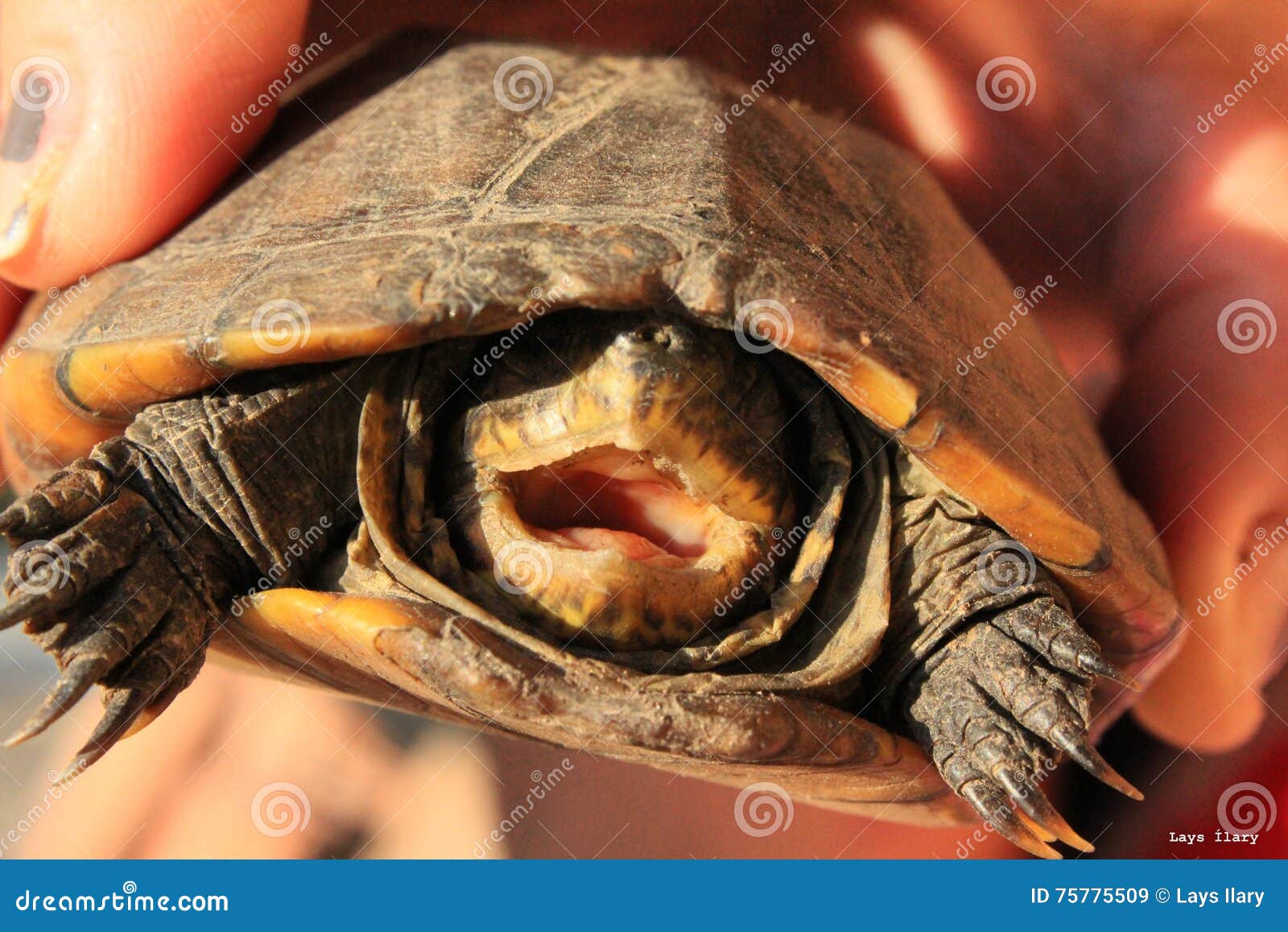 Tartaruga stock image. Image of exasup3, little, aquatic - 75775509