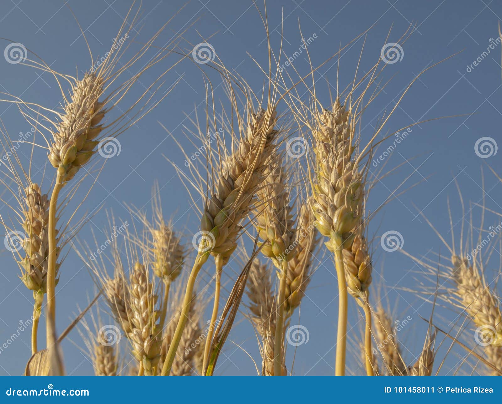 Tarwe stock afbeelding. Image of blauw, wolk, korrel - 101458011