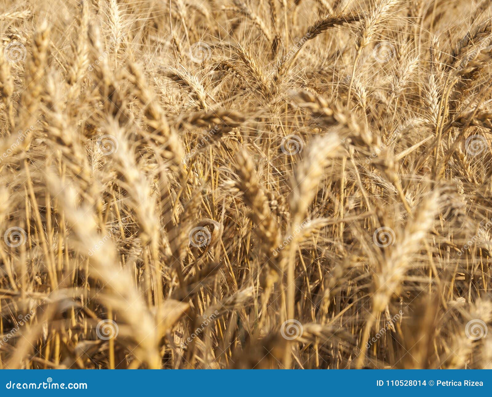 Tarwe stock foto. Image of landschap, nave, organisch - 110528014