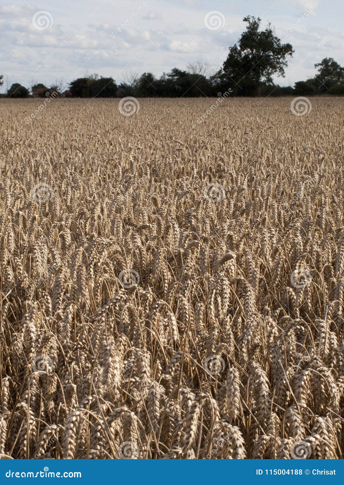 Tarwe stock foto. Image of niemand, landbouw, foto, landbouwgrond ...