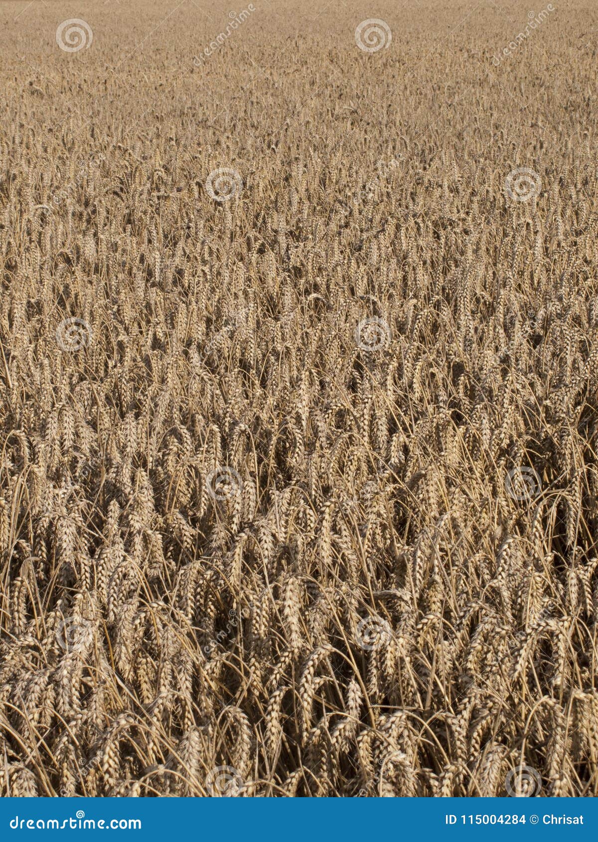 Tarwe stock foto. Image of organisch, buiten, landschap - 115004284