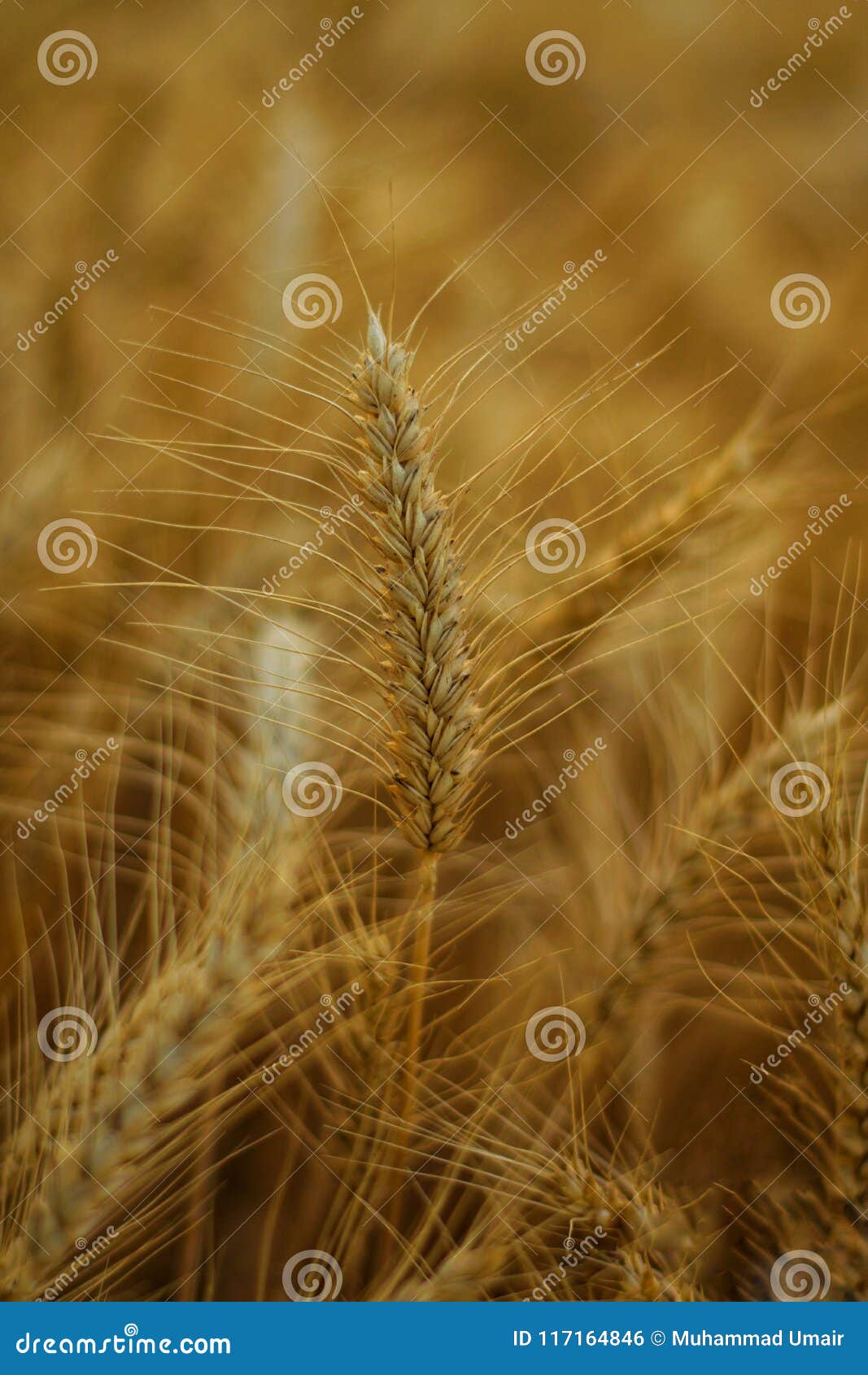 Tarwe stock foto. Image of installaties, gebieden, goud - 117164846