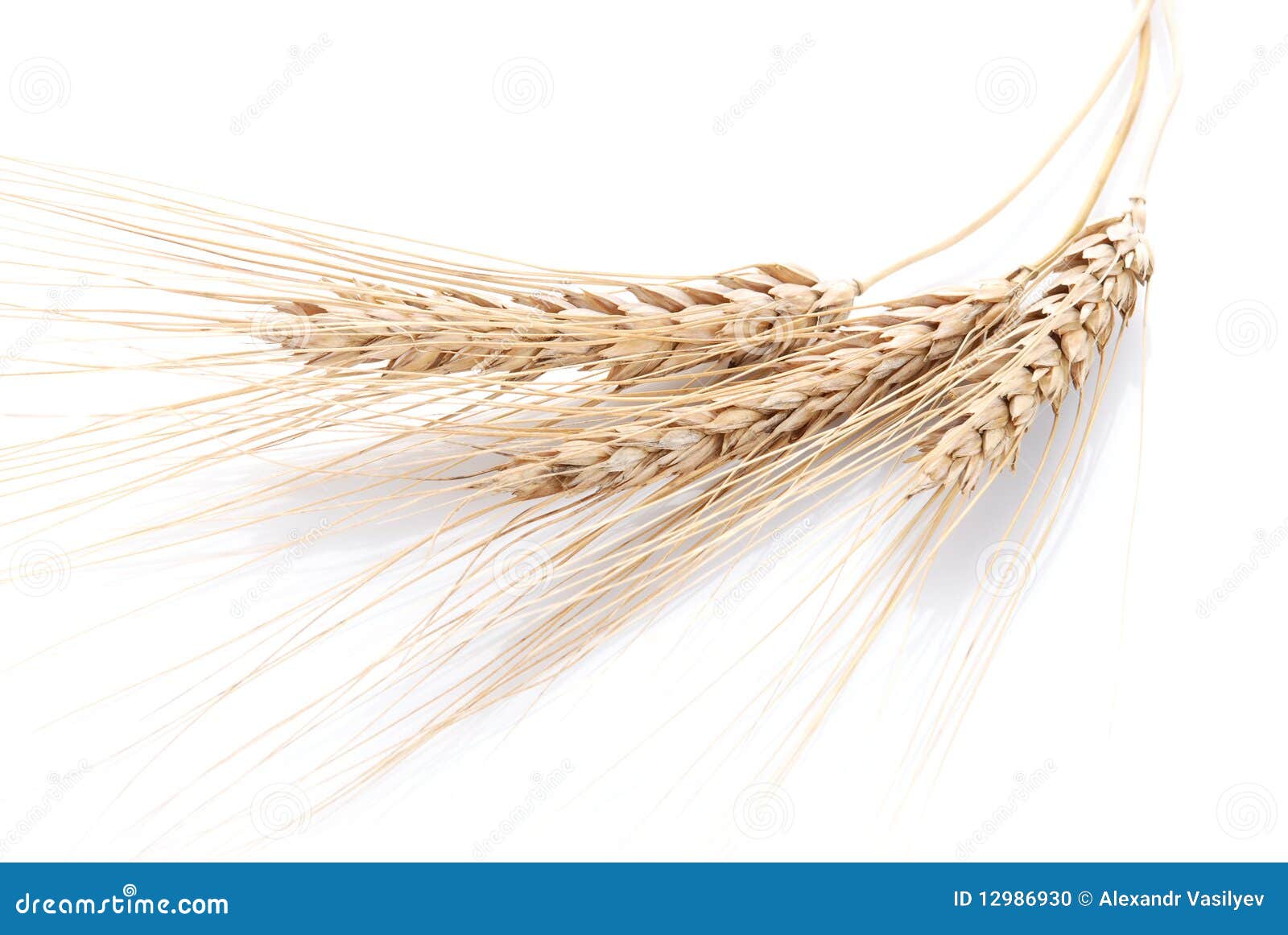 Tarwe stock foto. Image of graan, tarwe, installatie - 12986930