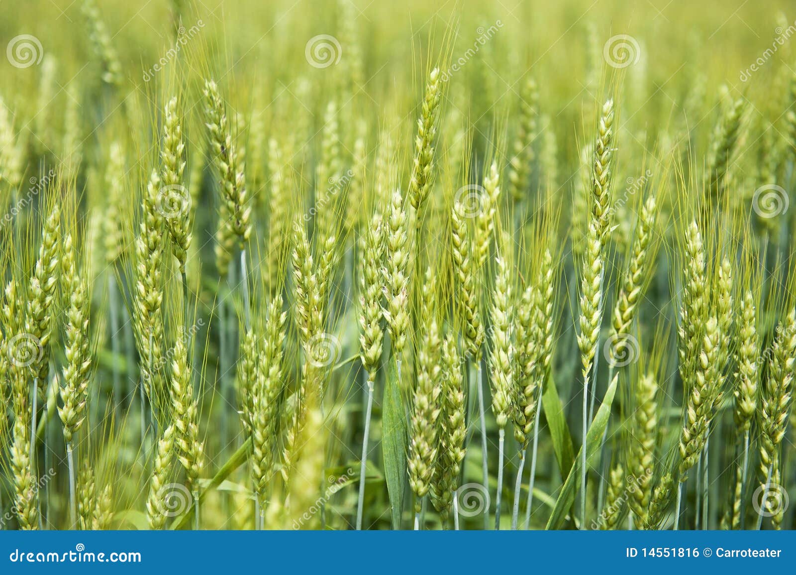 Tarwe stock foto. Image of niemand, gezondheid, voedsel - 14551816