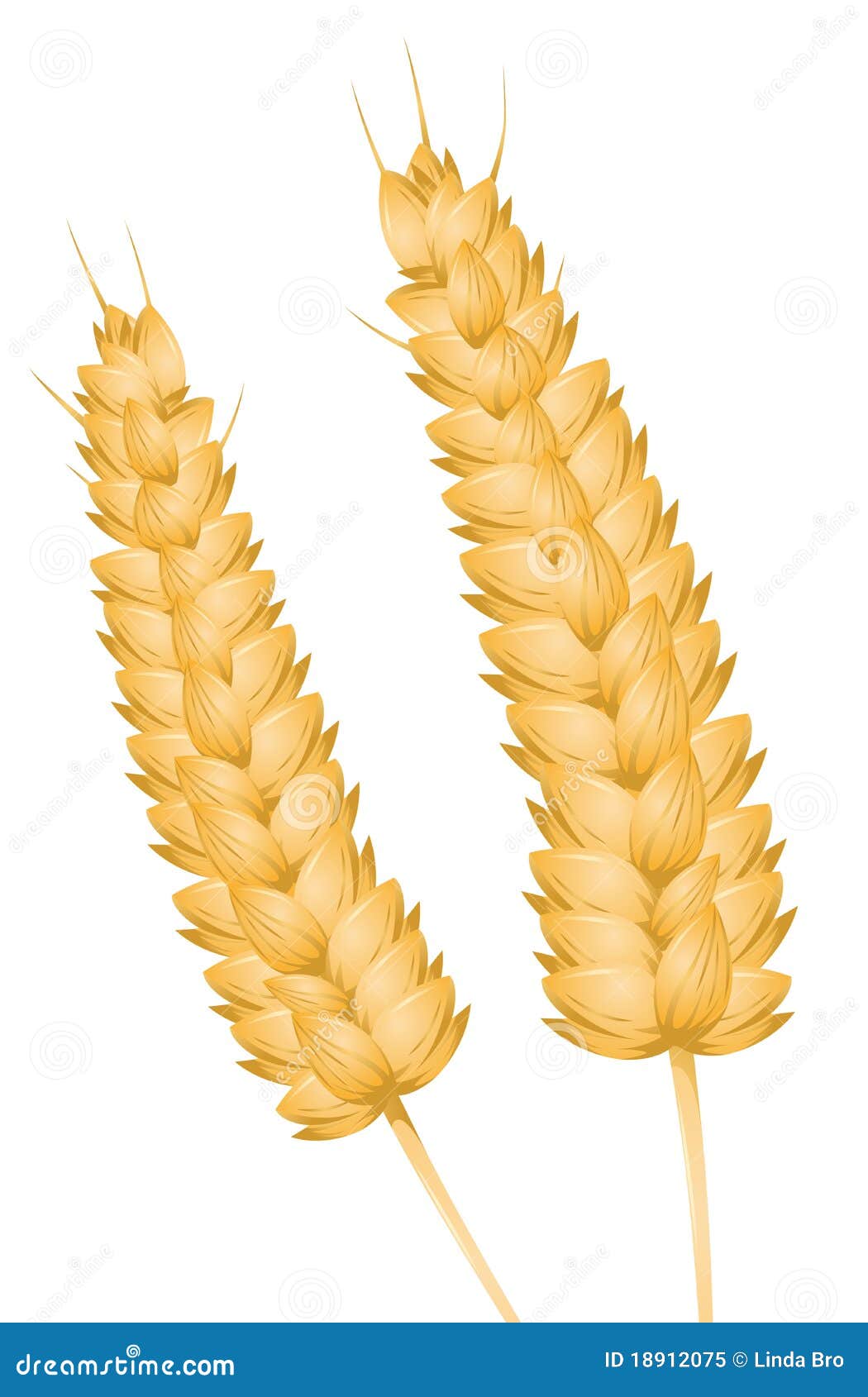 Tarwe vector illustratie. Illustration of nave, levensstijlen - 18912075