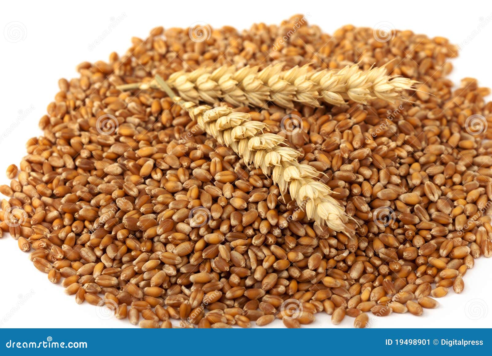 Tarwe stock afbeelding. Image of landbouw, zaad, installatie - 19498901