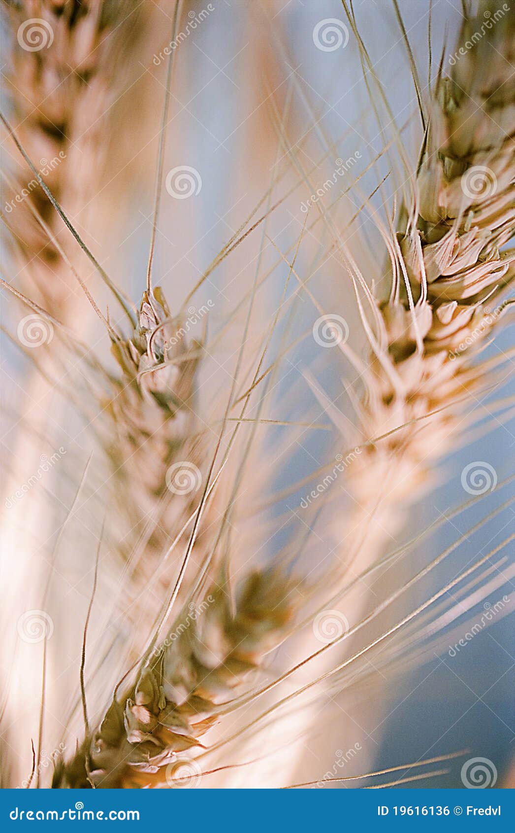 Tarwe Picture. Image: 19616136