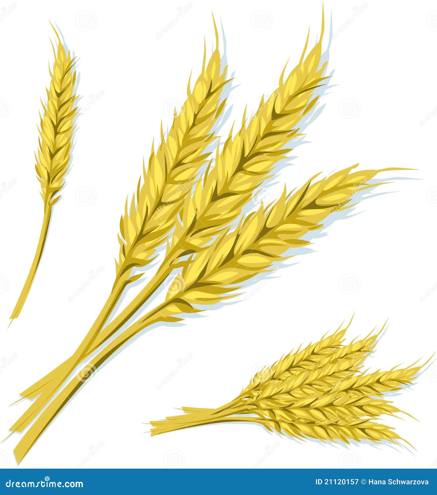 Tarwe vector illustratie. Illustration of zaad, helder - 21120157