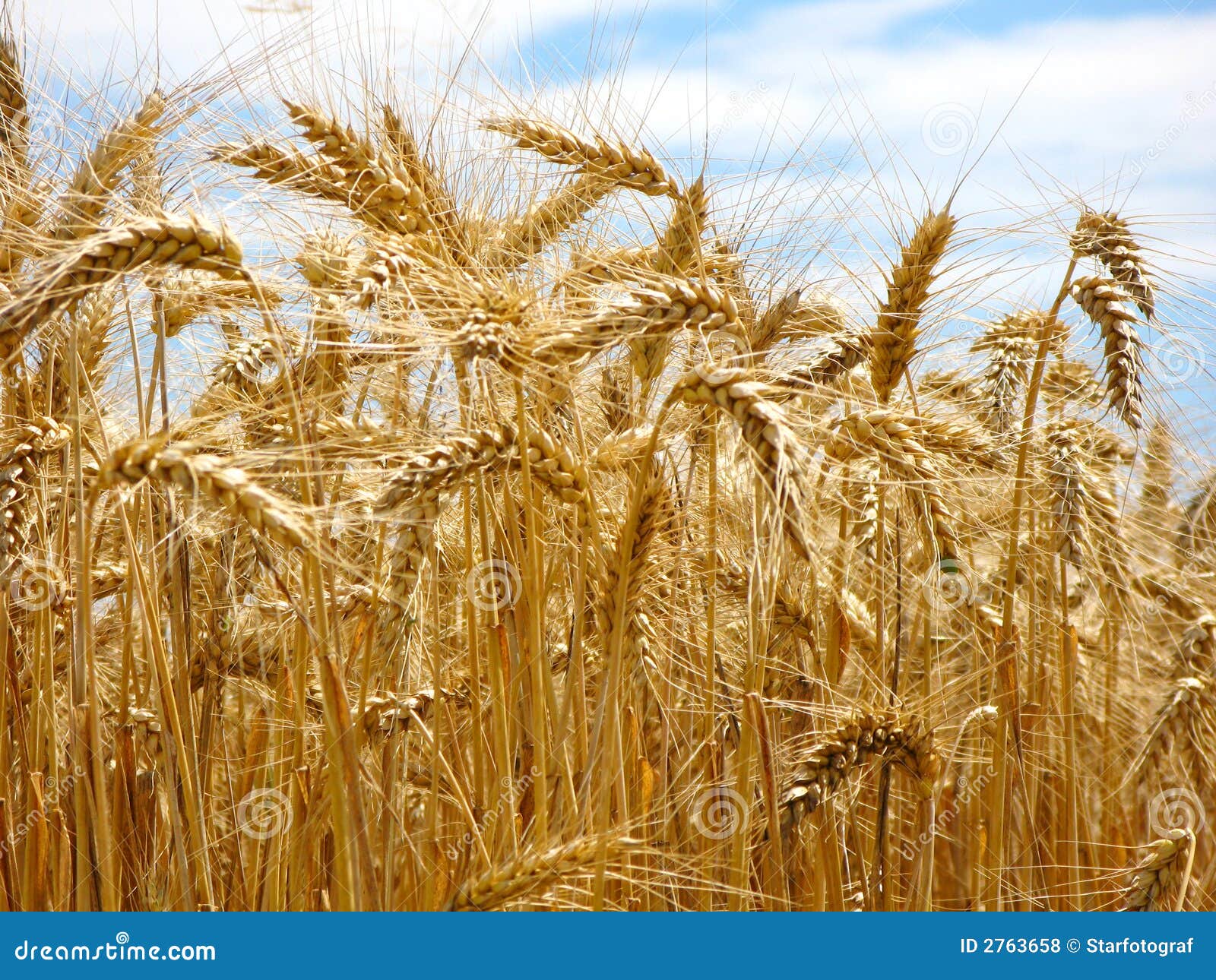 Tarwe Picture. Image: 2763658