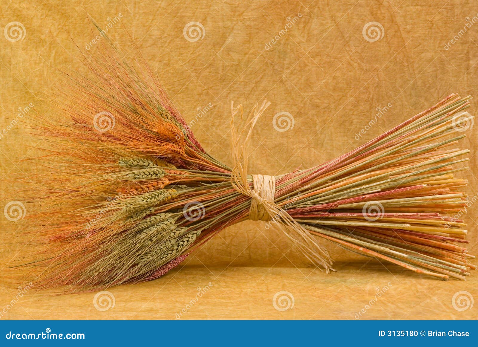 Tarwe stock foto. Image of stro, dankzegging, korrel, schil - 3135180