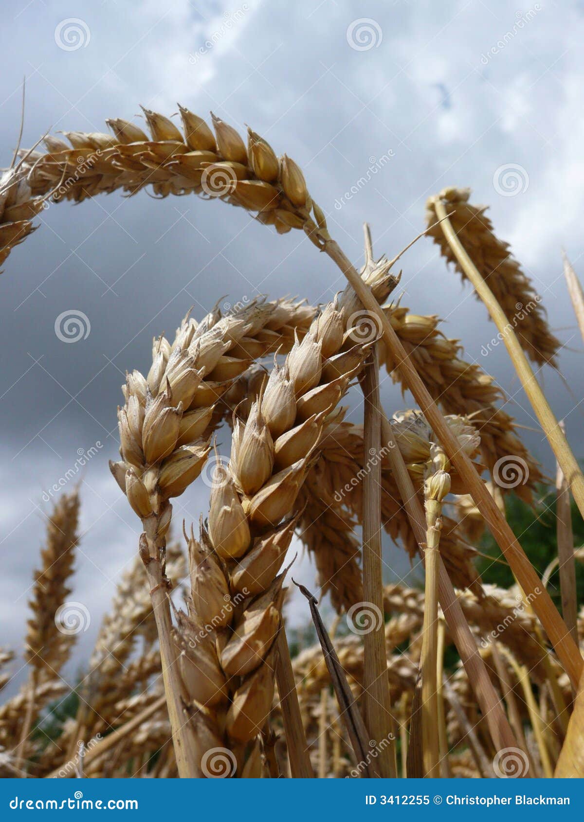 Tarwe stock afbeelding. Image of oogst, organisch, korrel - 3412255