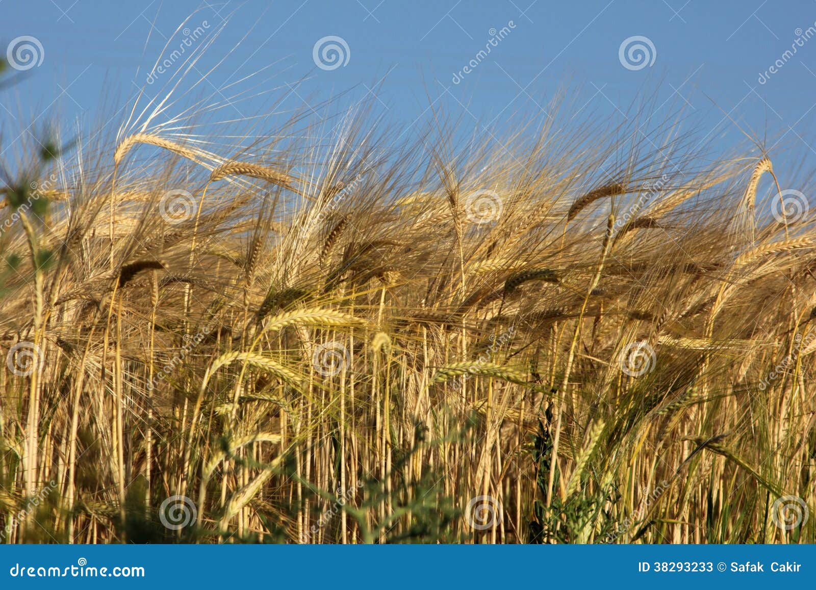 Tarwe stock afbeelding. Image of installatie, gerst, brood - 38293233