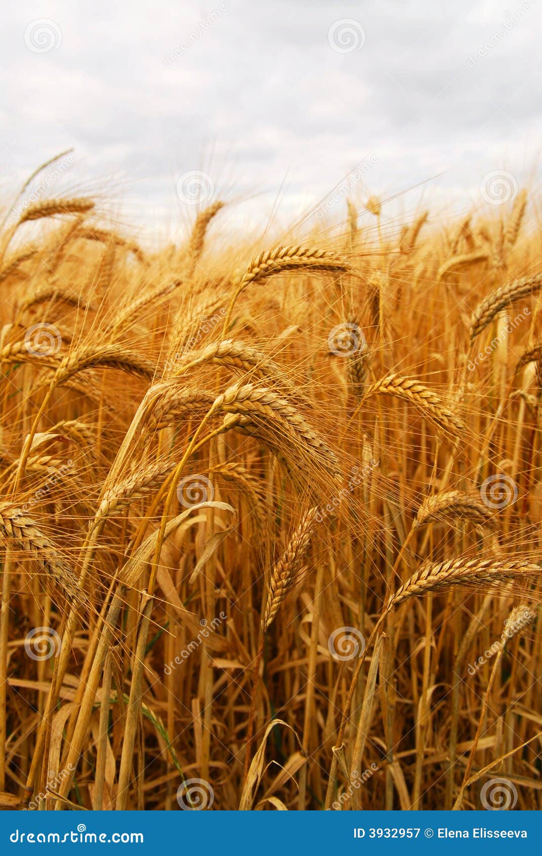 Tarwe stock afbeelding. Image of groei, korrel, cultiveren - 3932957