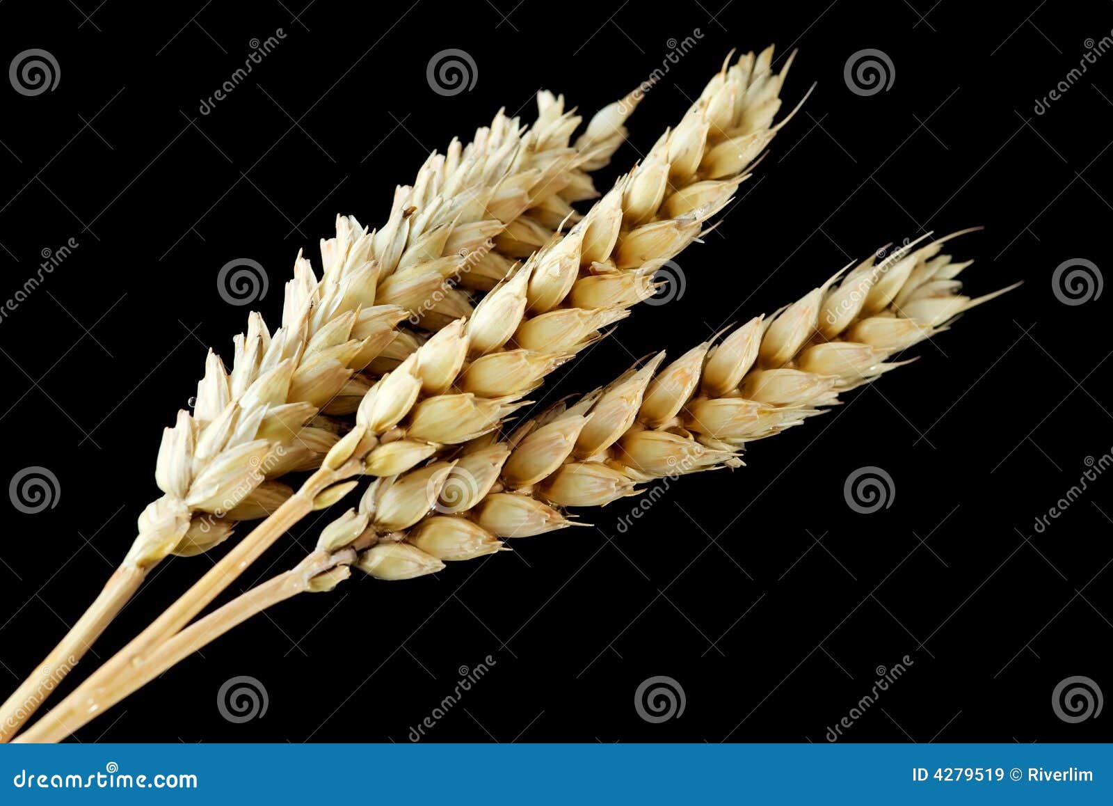 Tarwe stock afbeelding. Image of voedsel, gewas, korrel - 4279519