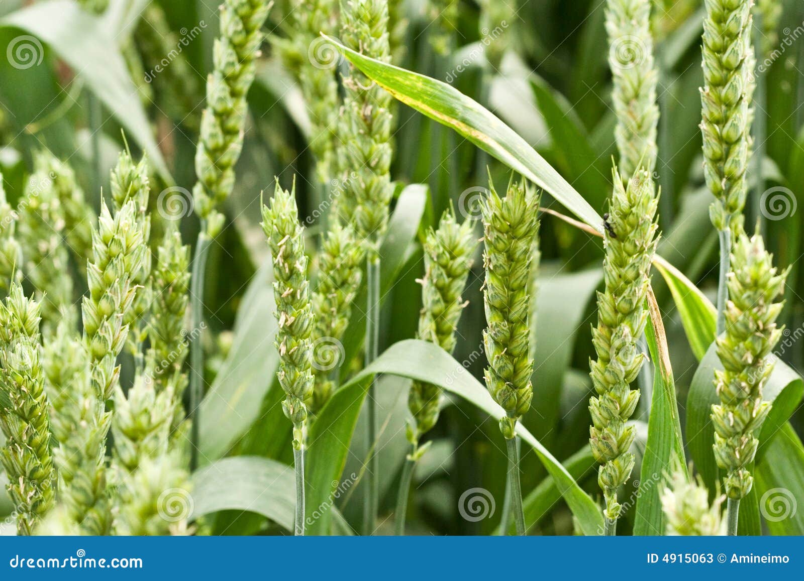 Tarwe stock afbeelding. Image of oogst, macro, land, sluit - 4915063