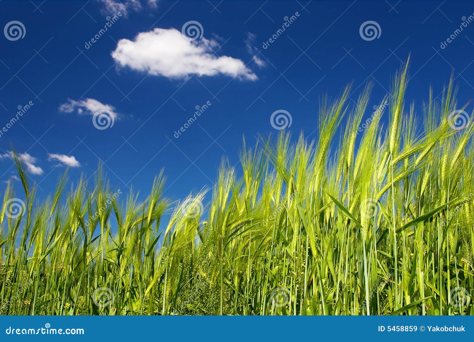 Tarwe stock afbeelding. Image of vers, land, klimaat, kleurrijk - 5458859