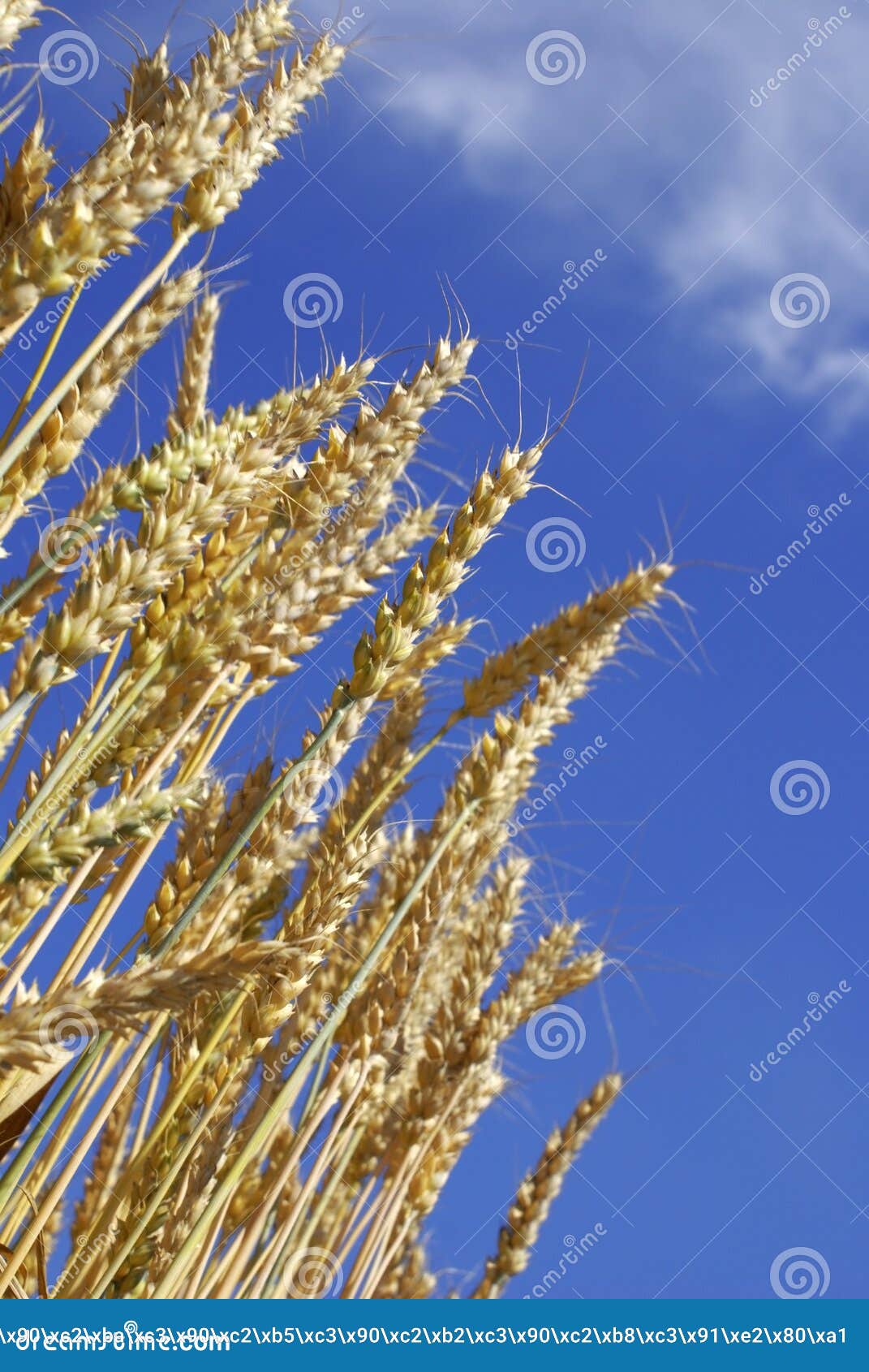 Tarwe stock afbeelding. Image of graangewas, wolken, weide - 5676491