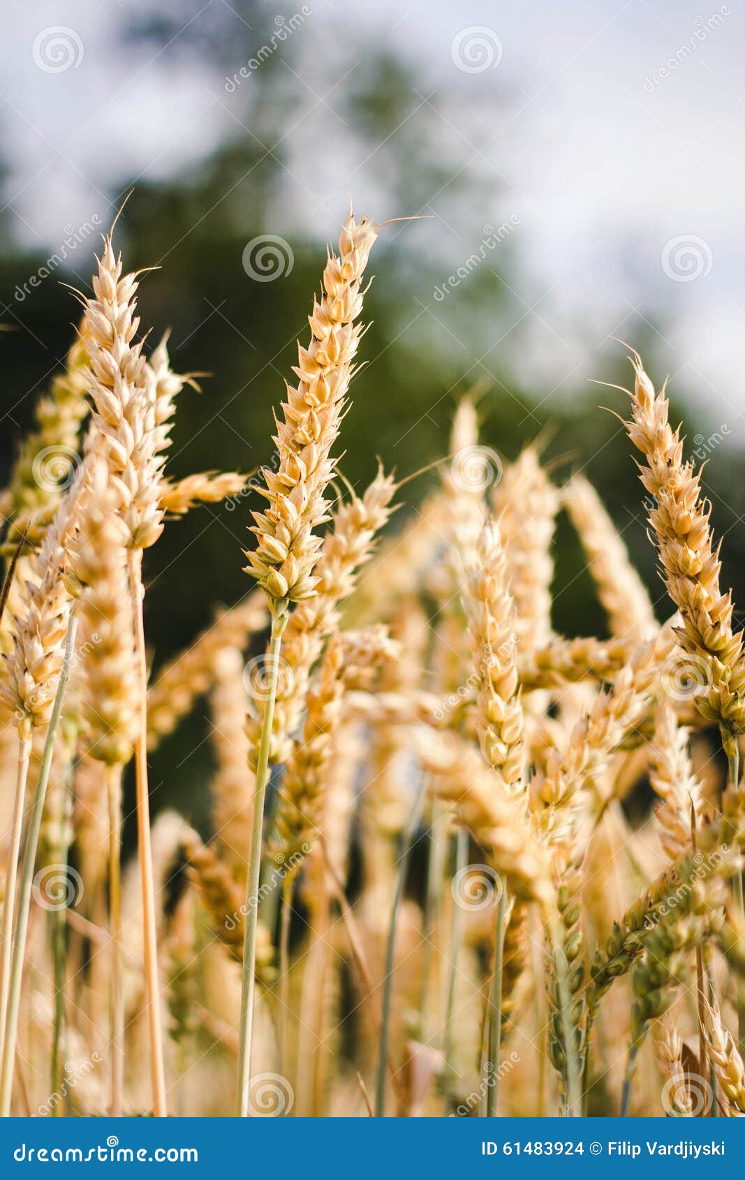 Tarwe stock foto. Image of gebied, nave, rogge, groen - 61483924