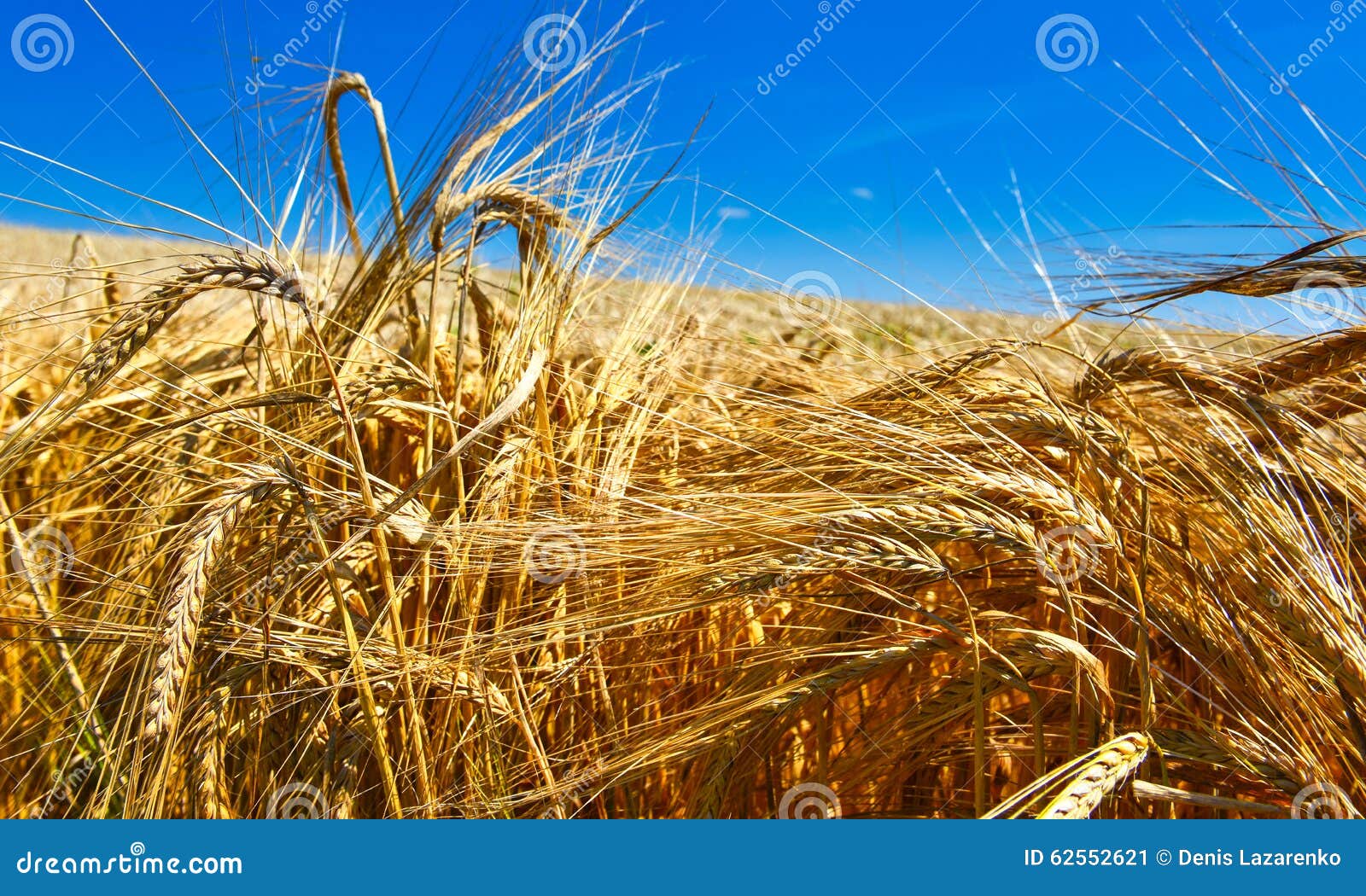 Tarwe stock afbeelding. Image of graan, hemel, platteland - 62552621