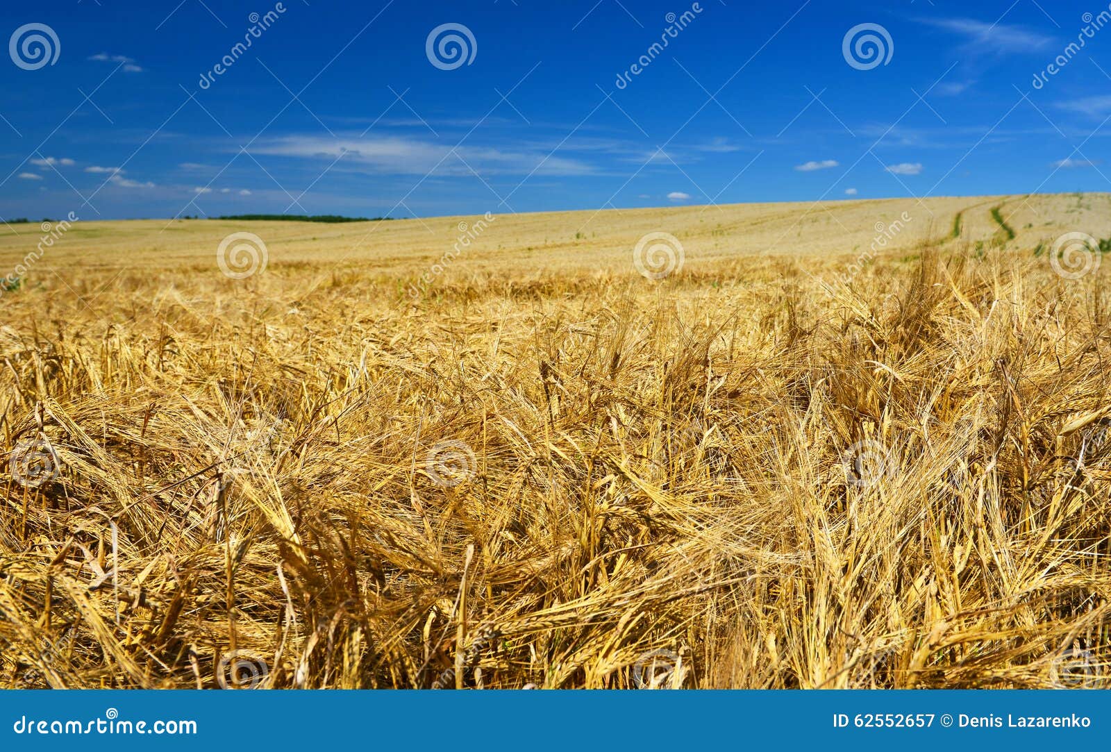 Tarwe stock afbeelding. Image of gewas, korrel, landbouw - 62552657