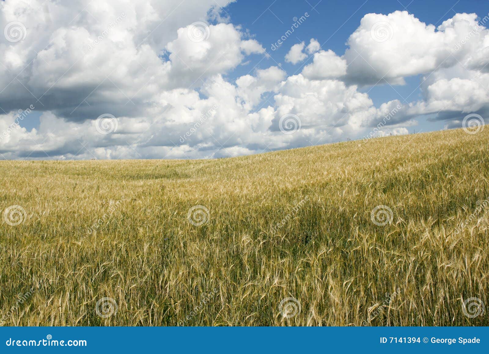 Tarwe stock foto. Image of voedsel, botanisch, graangewas - 7141394