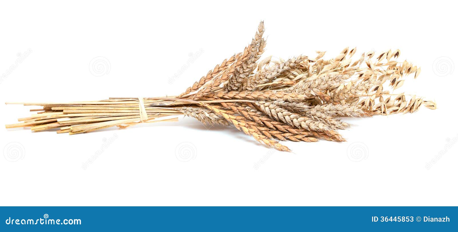 Tarwe en gerst op wit stock afbeelding. Image of goud - 36445853