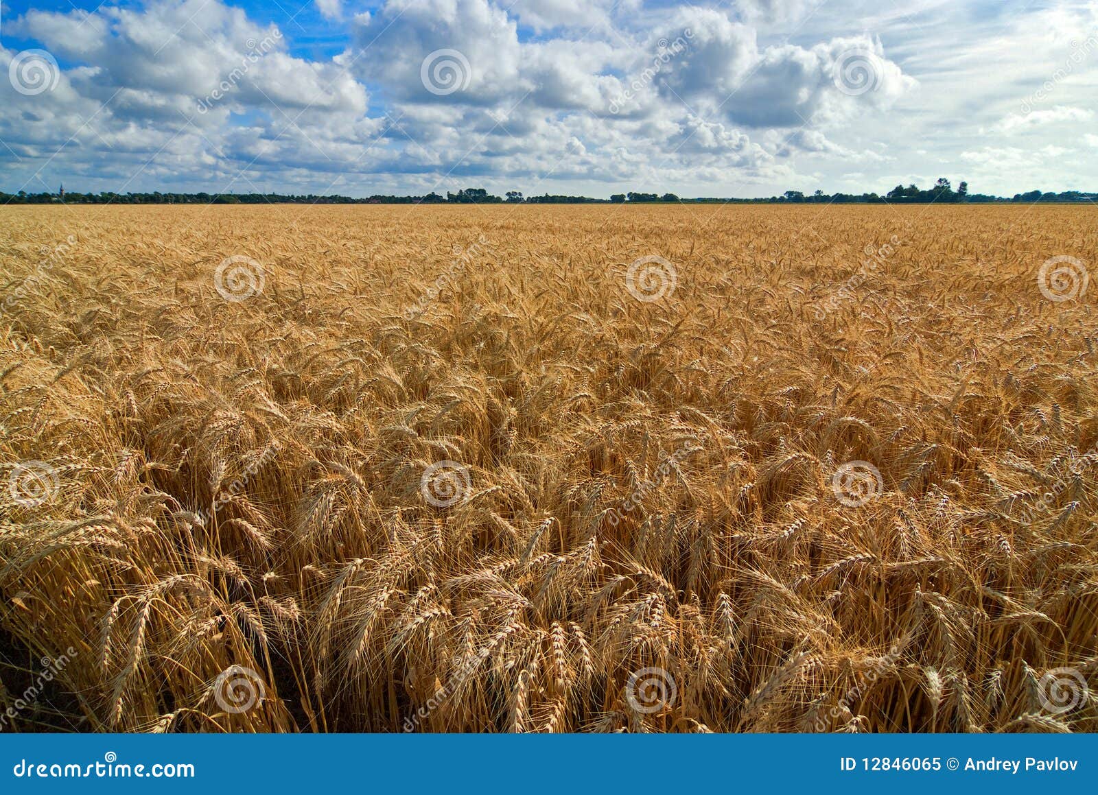 Tarwe op een gebied stock afbeelding. Image of rogge - 12846065