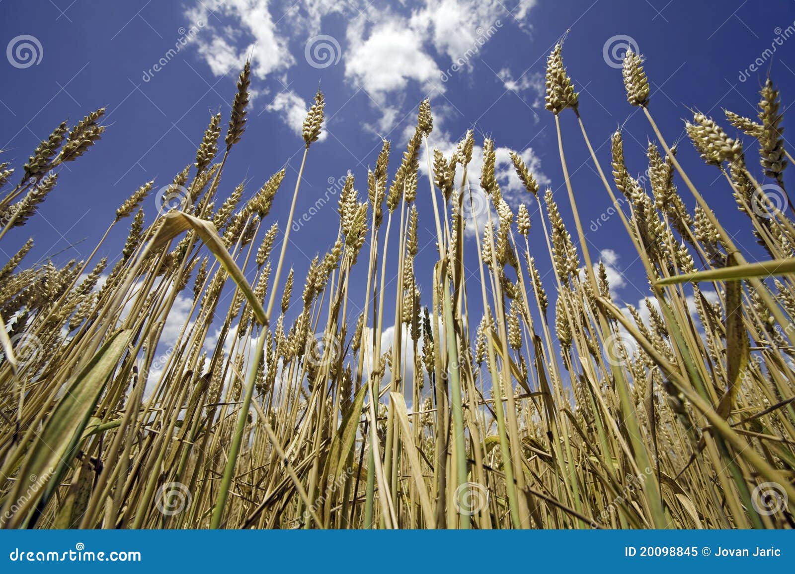Tarwe voor het oogsten stock afbeelding. Image of geel - 20098845