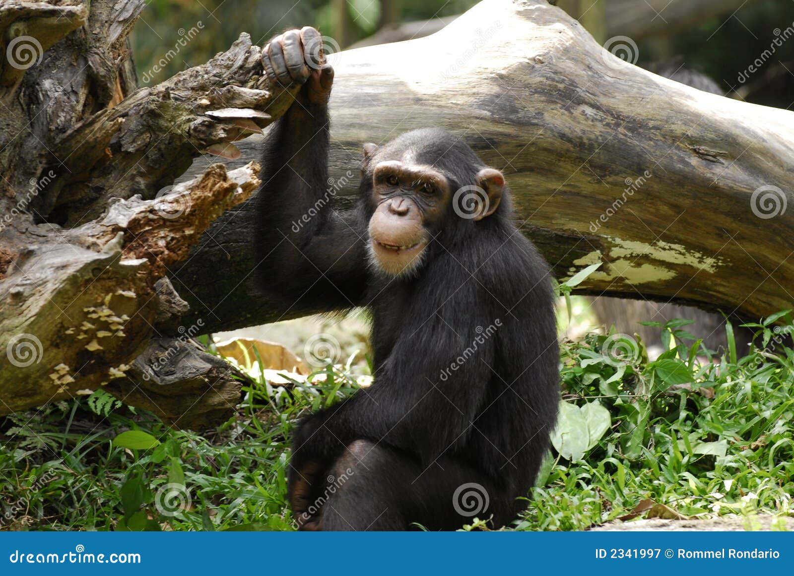 Tarzan stock image. Image of grass, alone, monkey, wildlife - 2341997