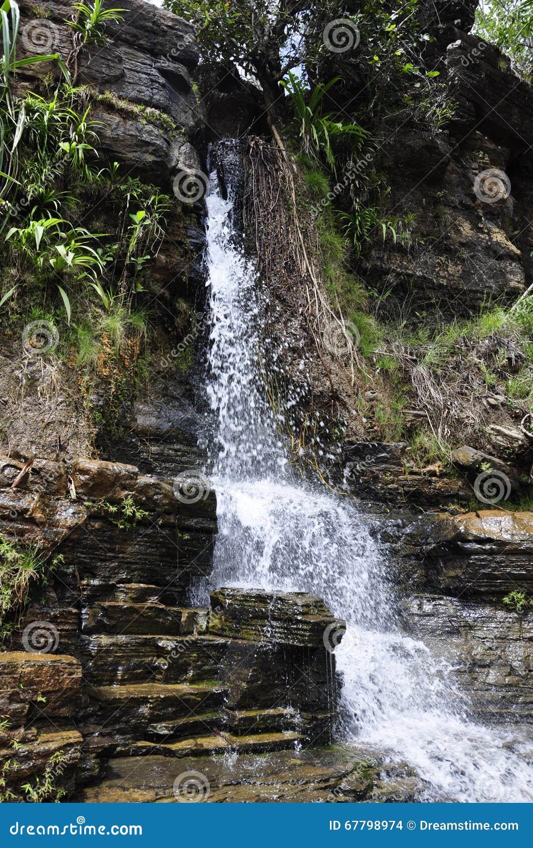 Tarzan Falls stock photo. Image of guam, adventure, hidden - 67798974