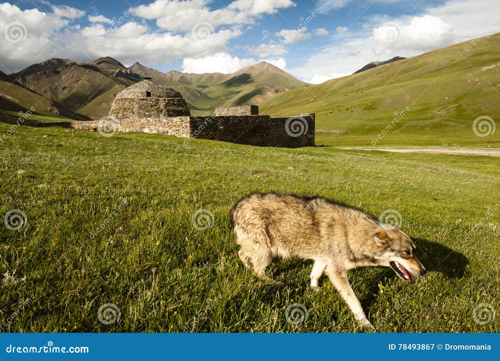Tash Rabat con el lobo imagen de archivo. Imagen de gente - 78493867