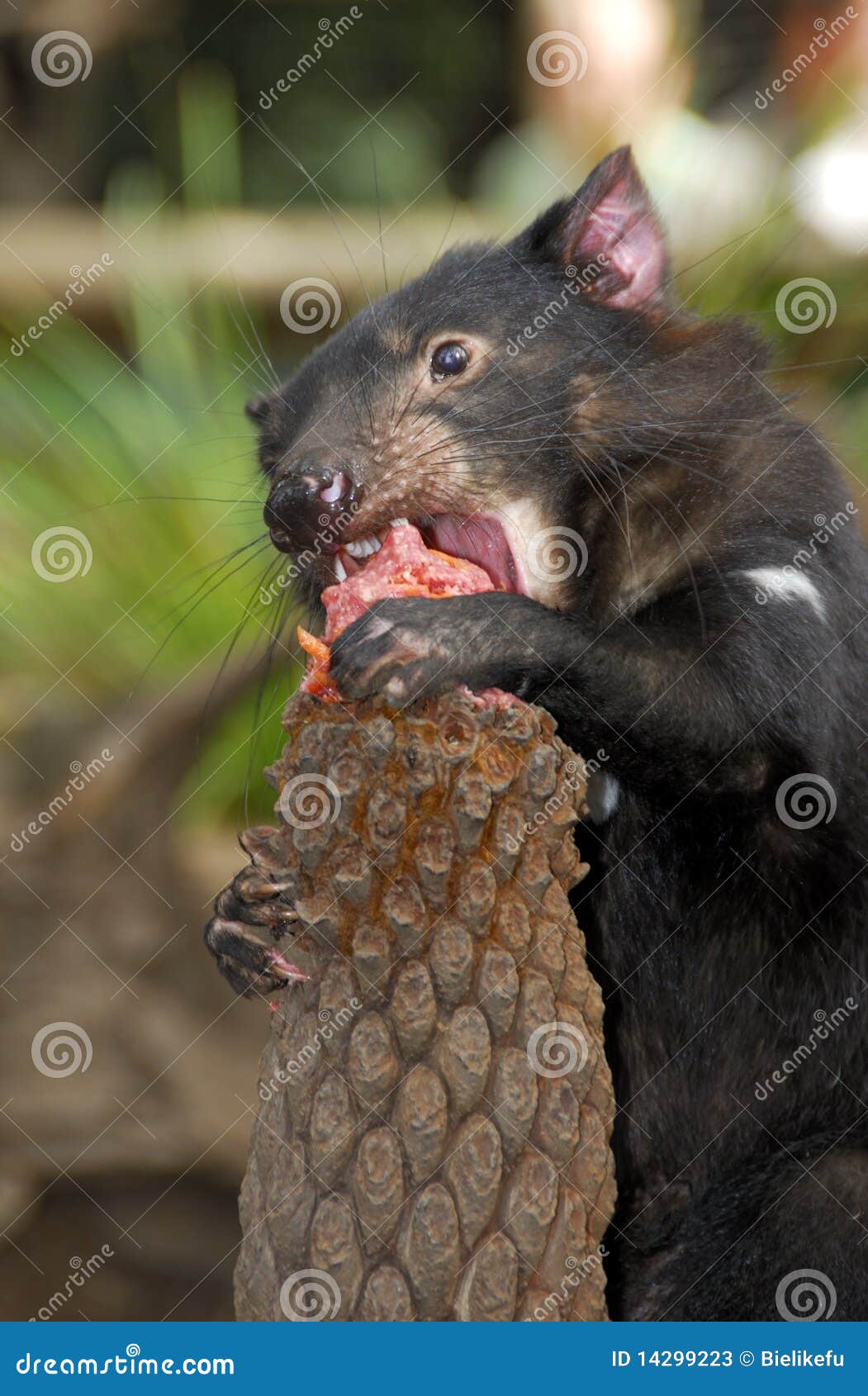 Tasmanian Devil Eating