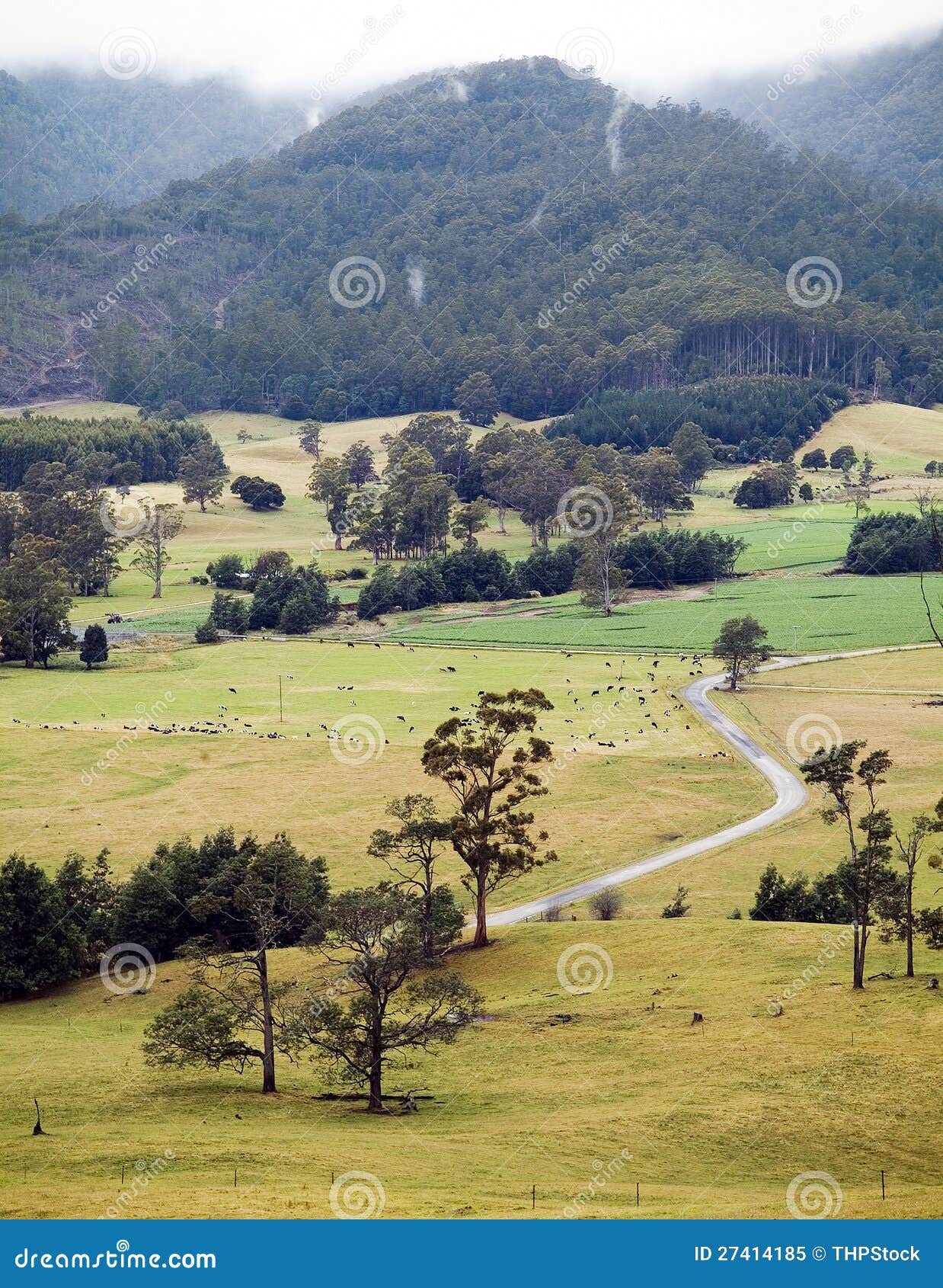Tasmania Farming stock image. Image of lush, mist, misty - 27414185