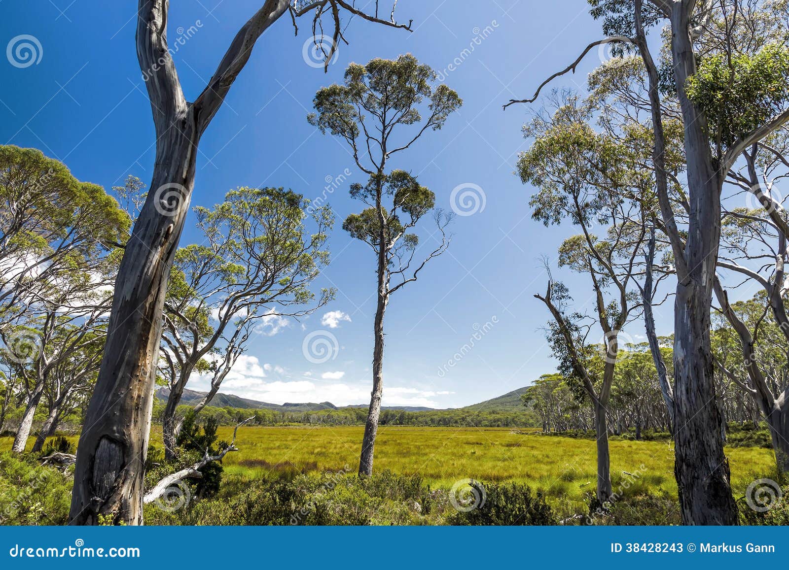 Tasmania Landscape stock image. Image of tree, colorful - 38428243