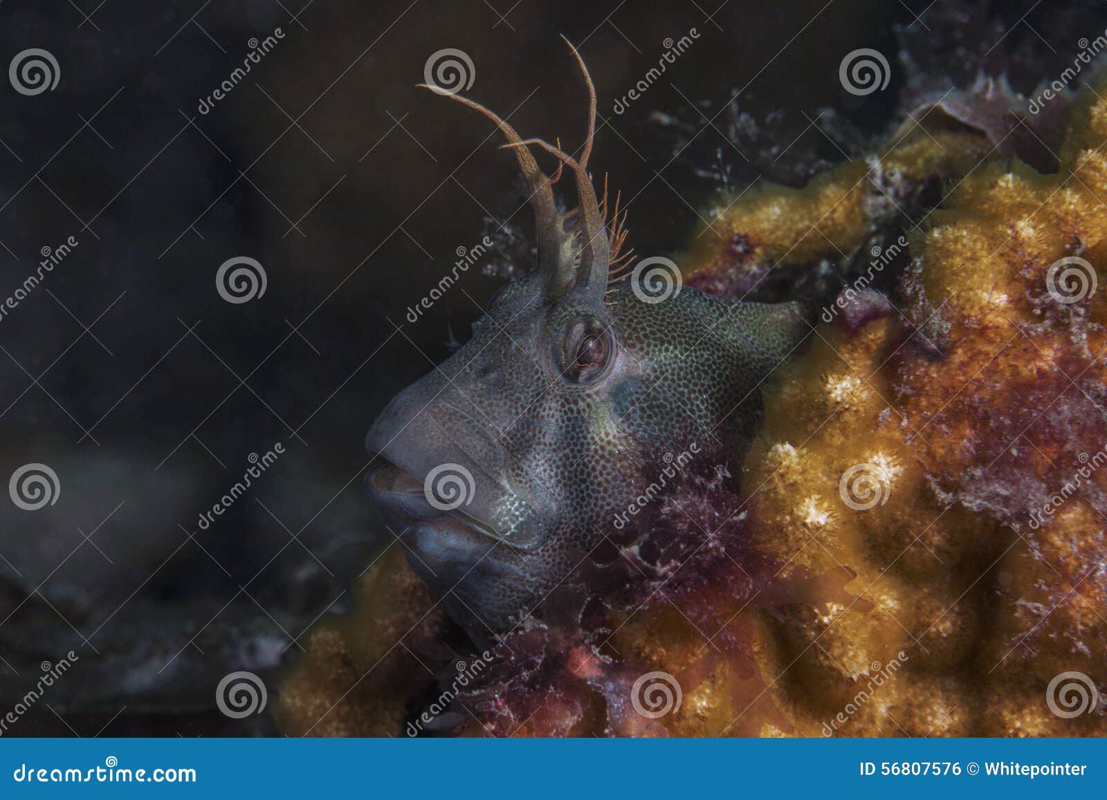 Tasmanian Blenny Hiding Inside Empty Razorfish Shell Stock Photo ...