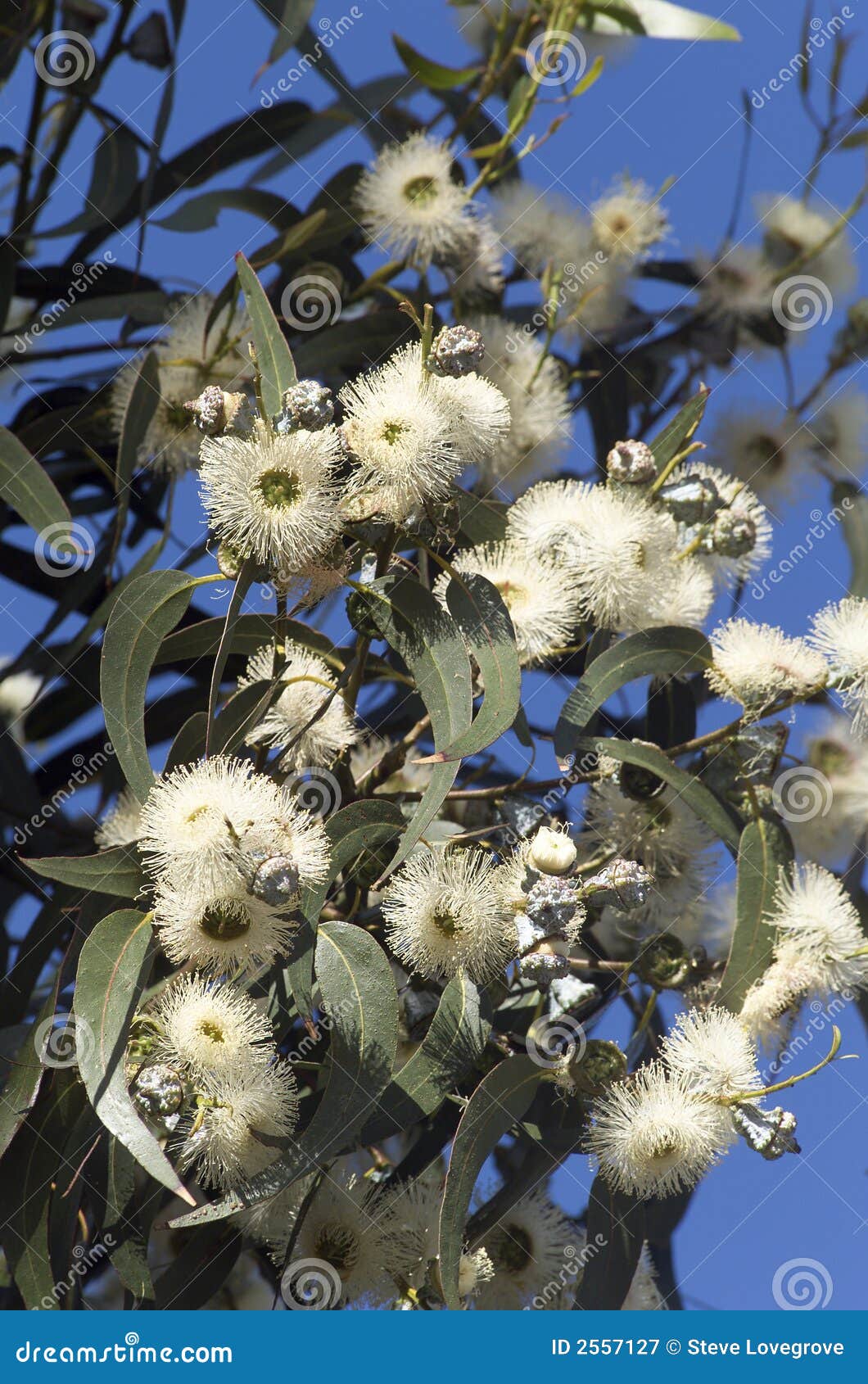 Tasmanian Blue Gum Royalty Free Stock Photography - Image: 2557127