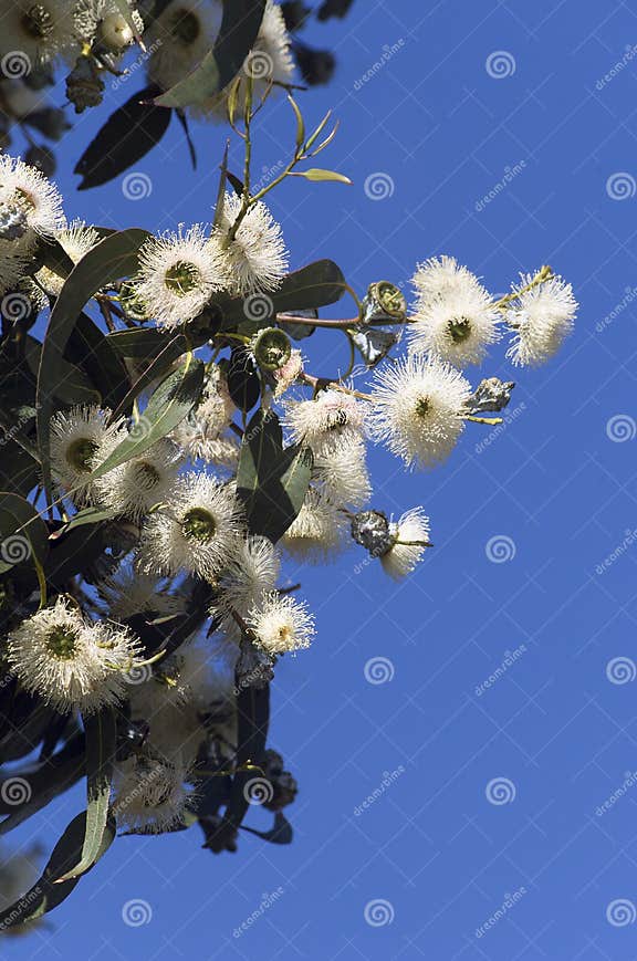 Tasmanian Blue Gum stock photo. Image of globulus, tree - 2557128