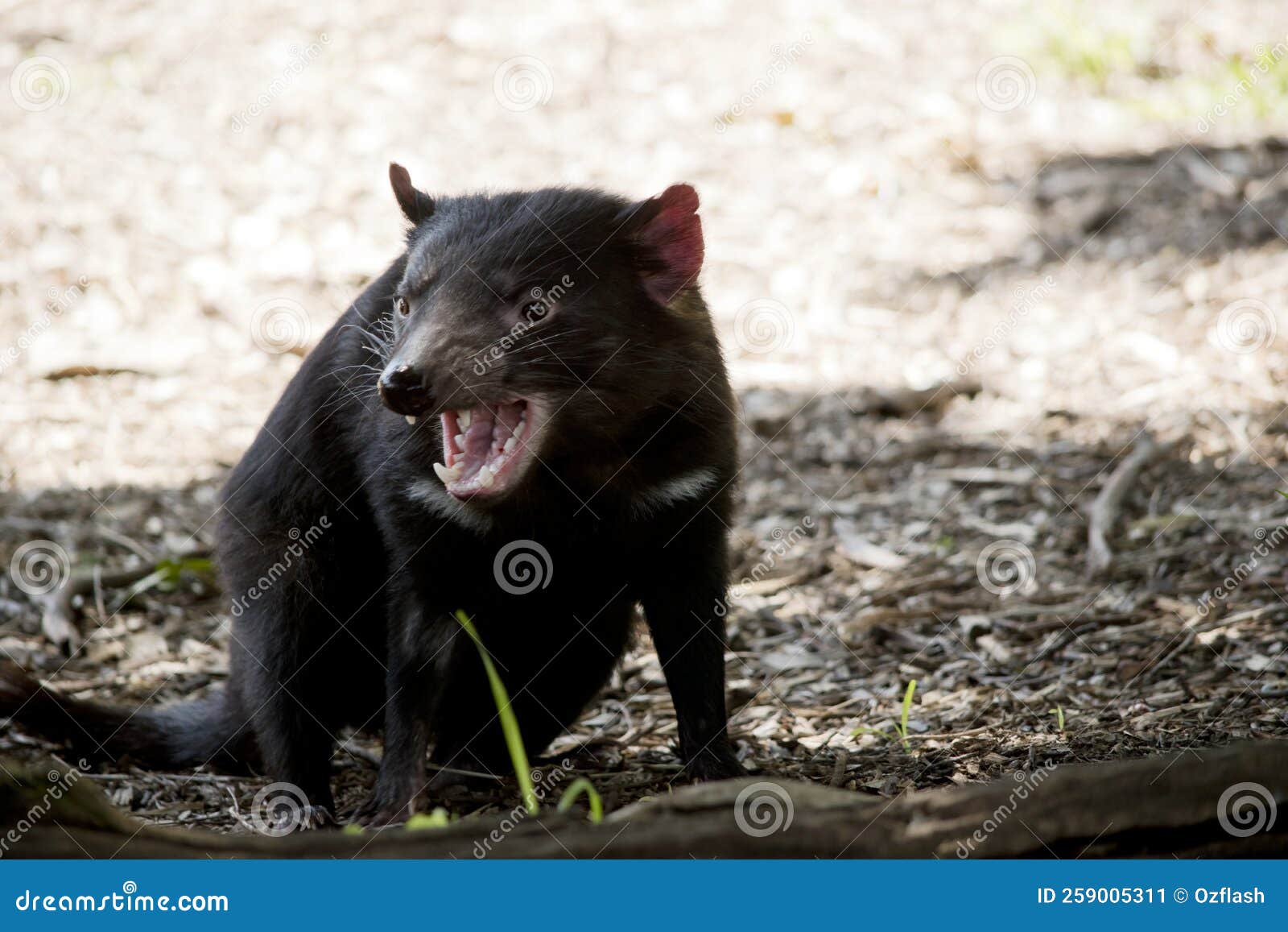 Tasmanian Devil Eating Snake
