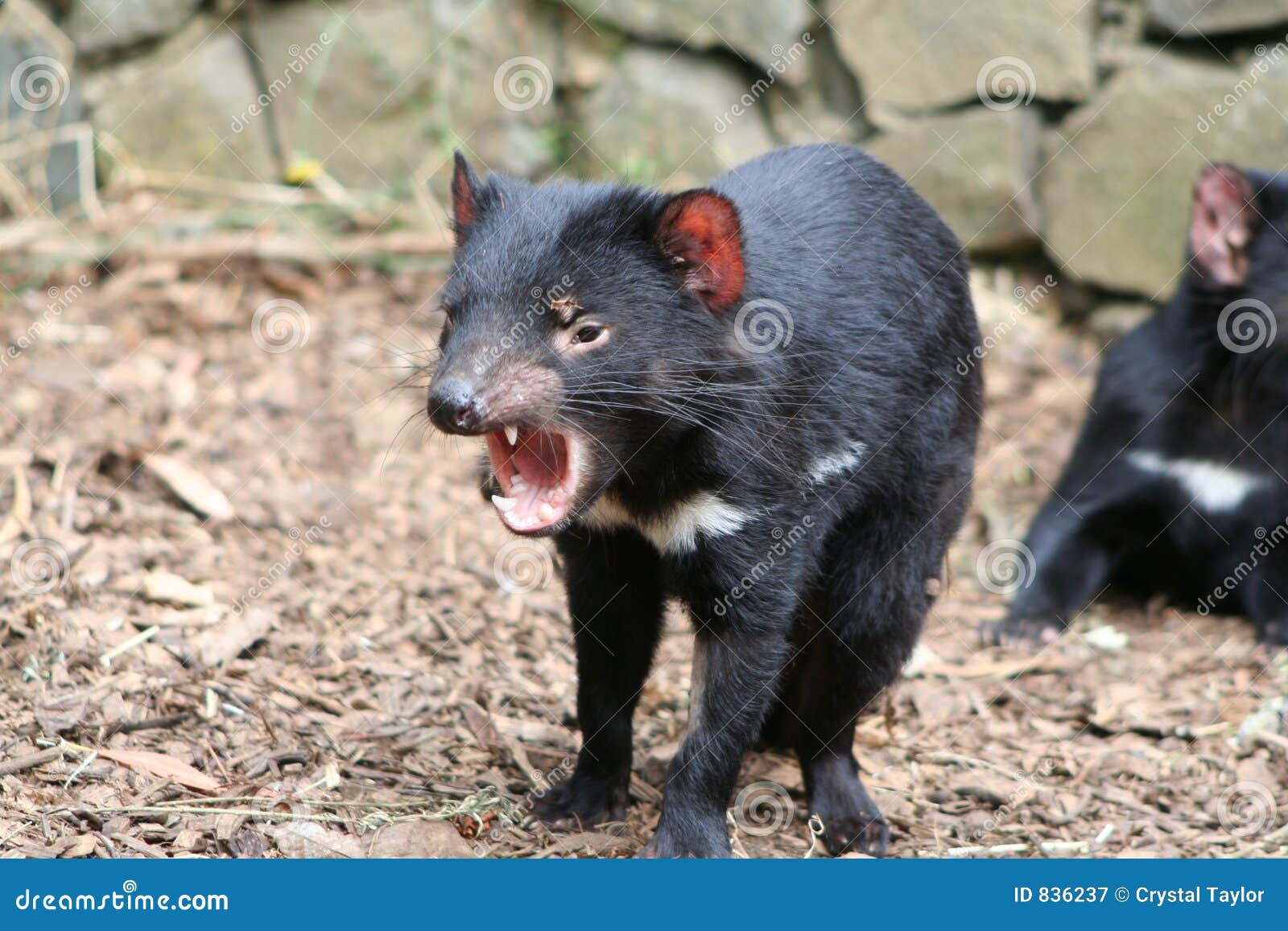 Aggressive Tasmanian Devil Sarcophilus Harrisii With Mouth Open Showing ...