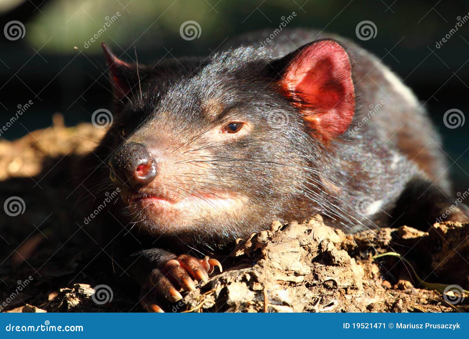 Tasmanian Devil in Australia Stock Image - Image of marsupial, animal ...
