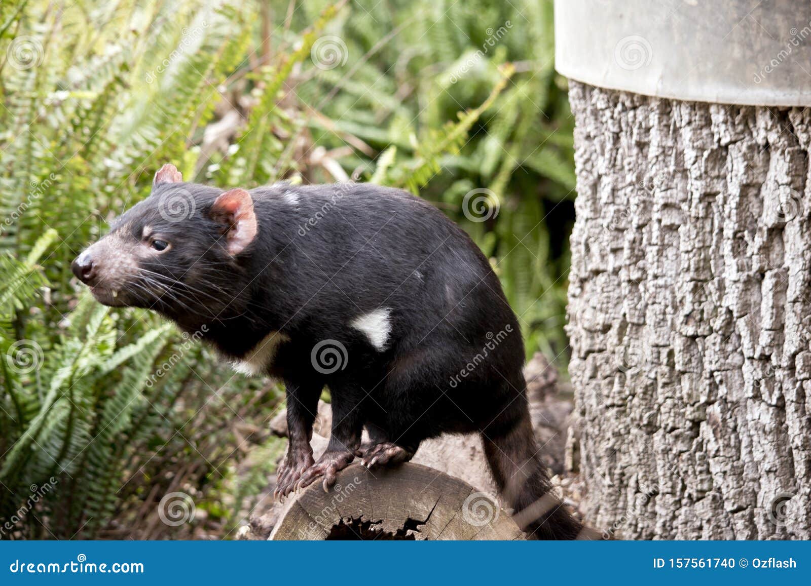 A Side View of a Tasmanian Devil Stock Photo - Image of black ...