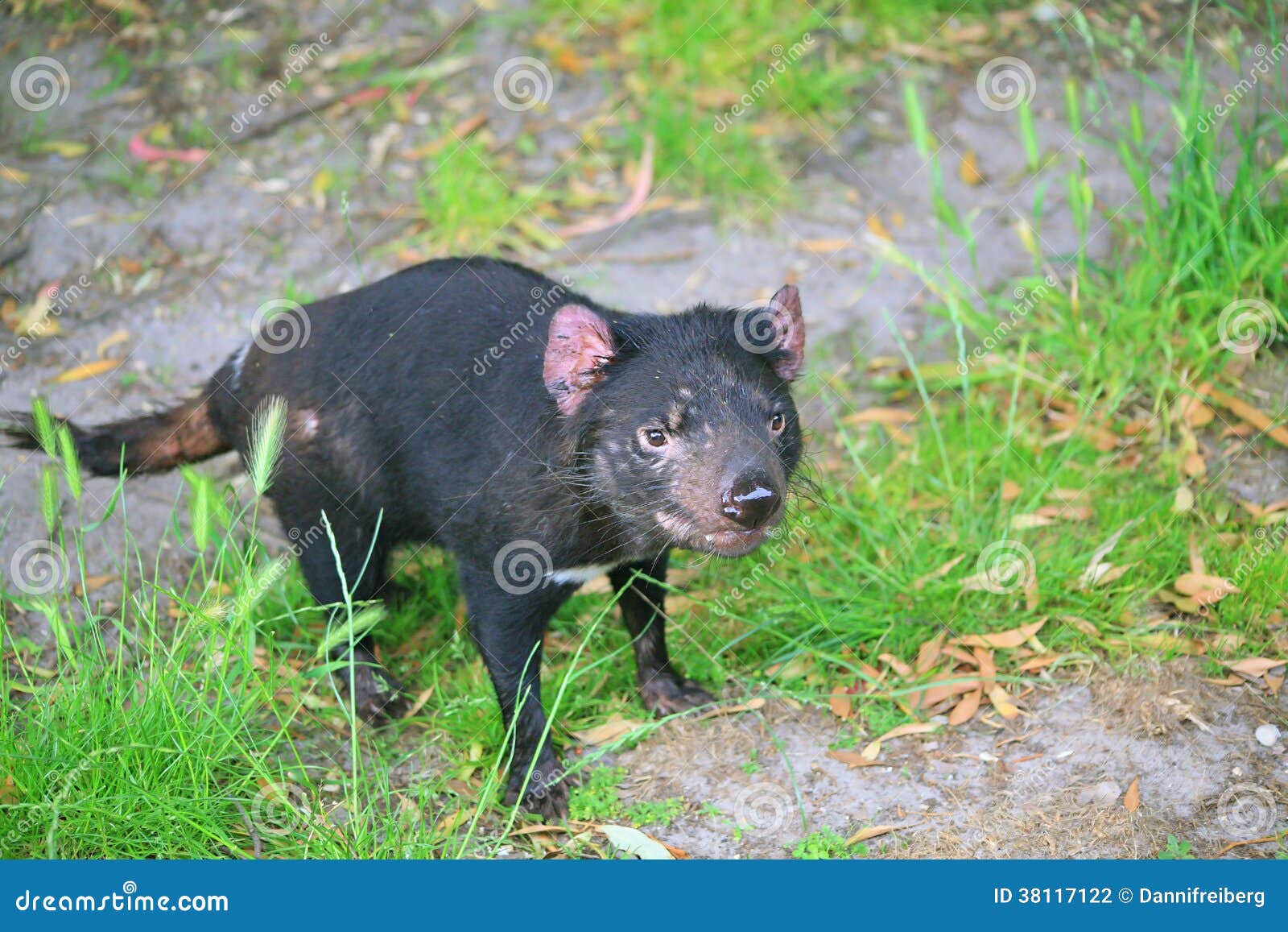 Aggressive Tasmanian Devil Sarcophilus Harrisii With Mouth Open Showing ...