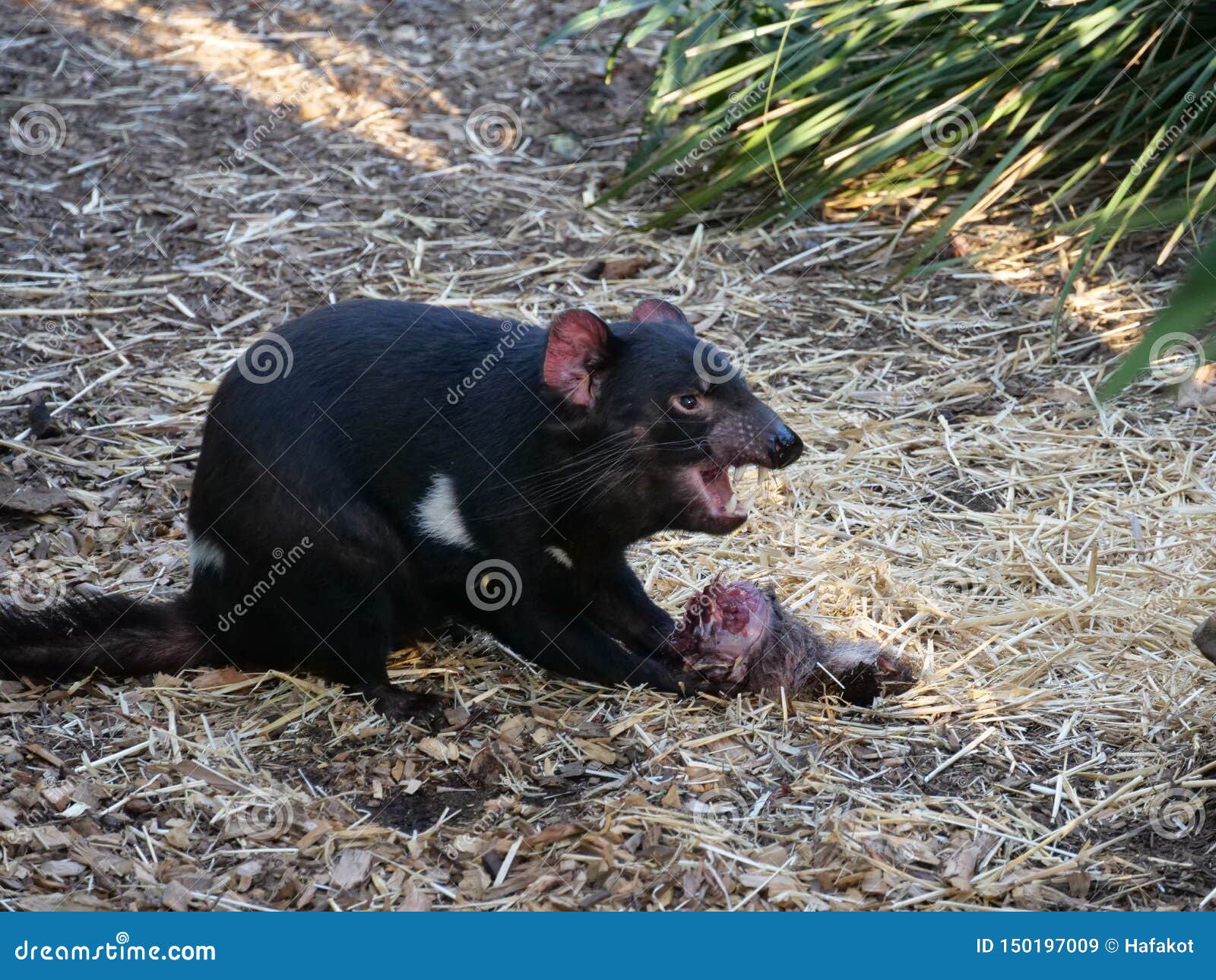 Albino Tasmanian Devil