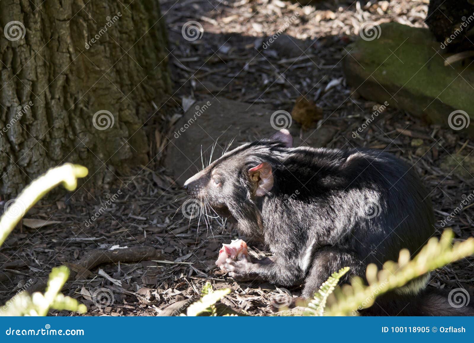 Tasmanian devil stock image. Image of marsupial, eyes - 100118905