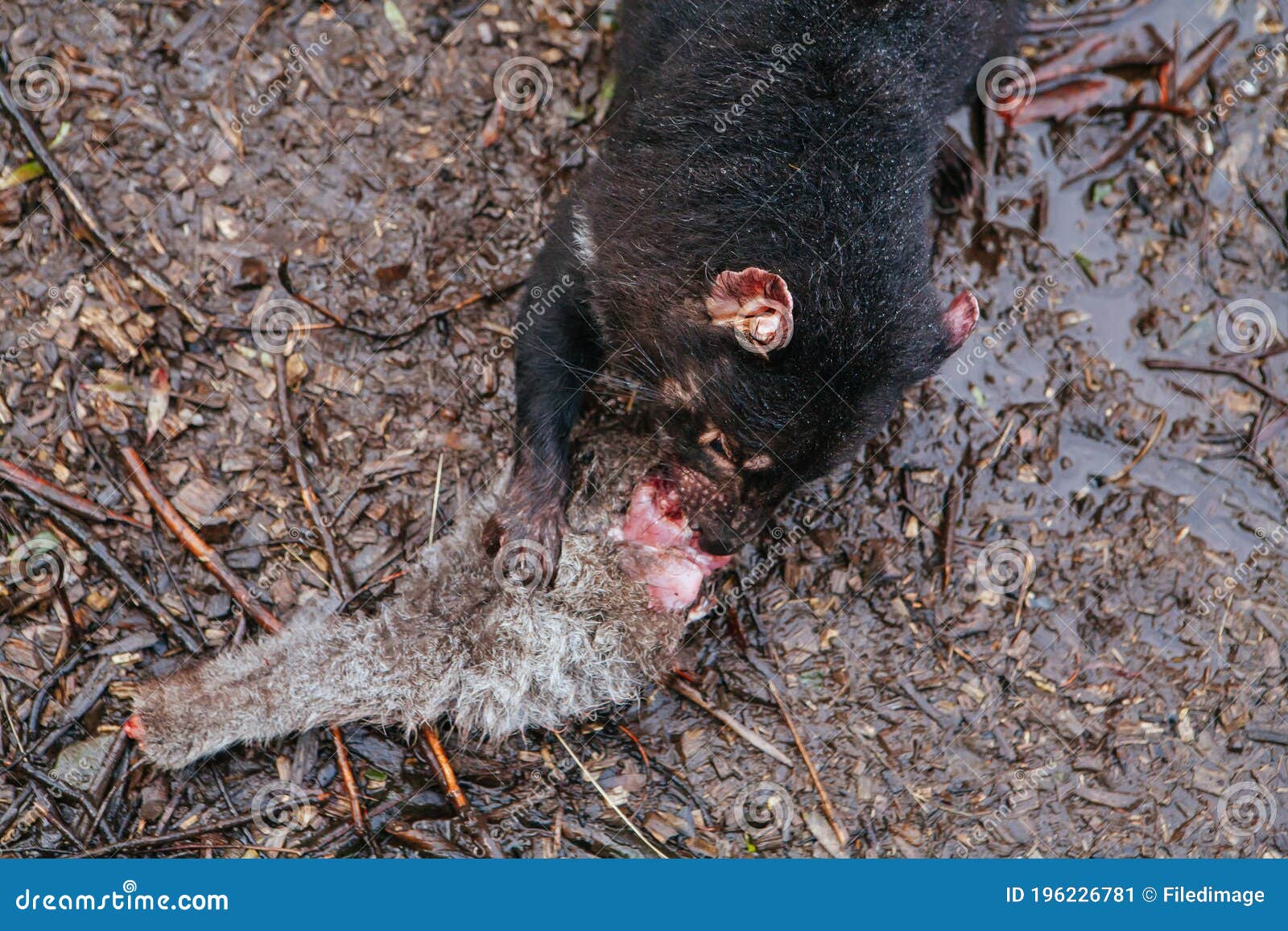 Tasmanian Devil in Tasmania Australia Stock Image - Image of wildlife ...