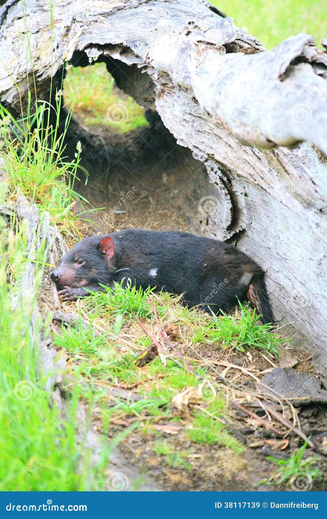 Tasmanian Devil in log stock image. Image of captive - 38117139