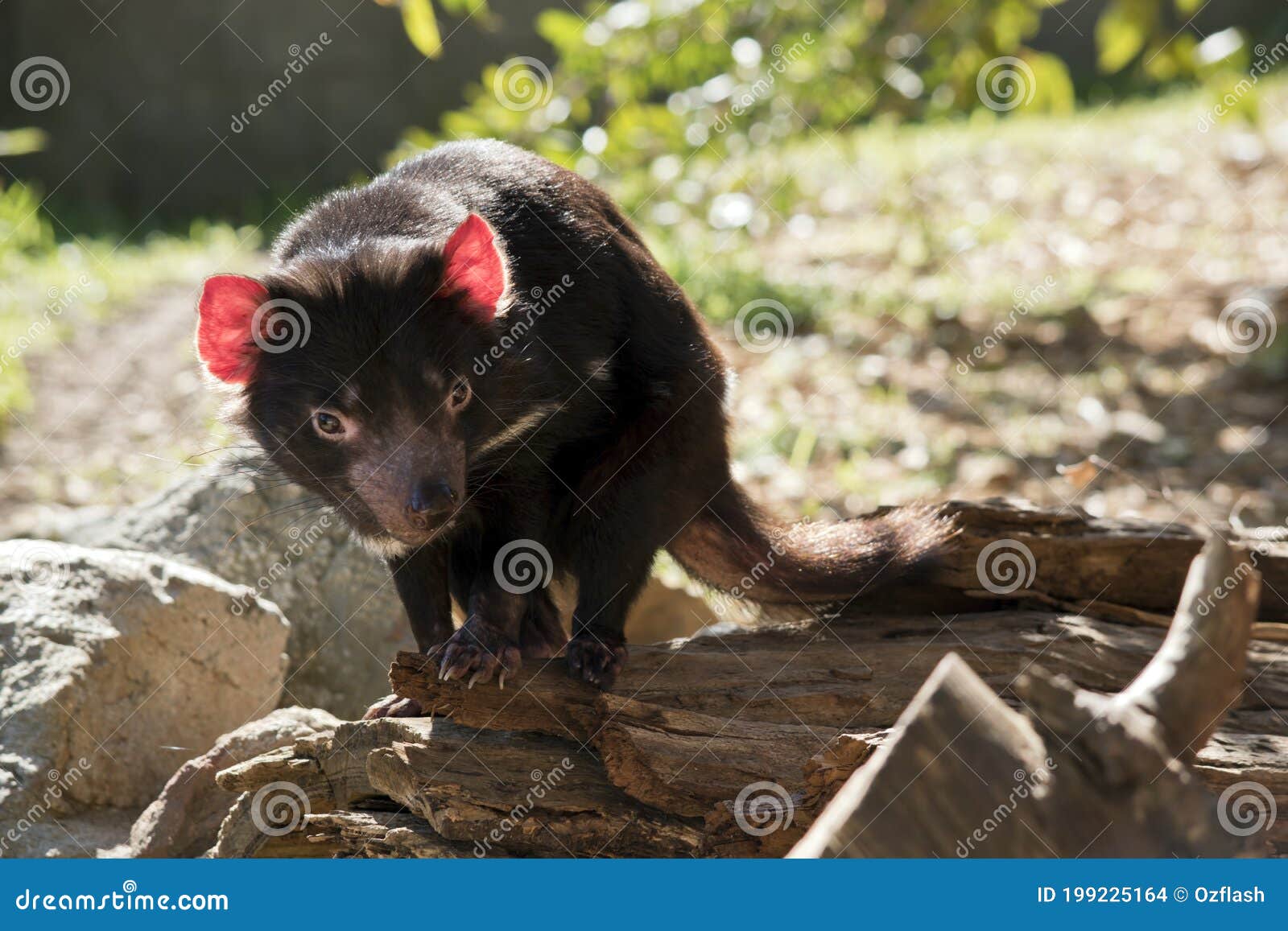 The Tasmanian Devil is Looking for Food Stock Photo - Image of pink ...