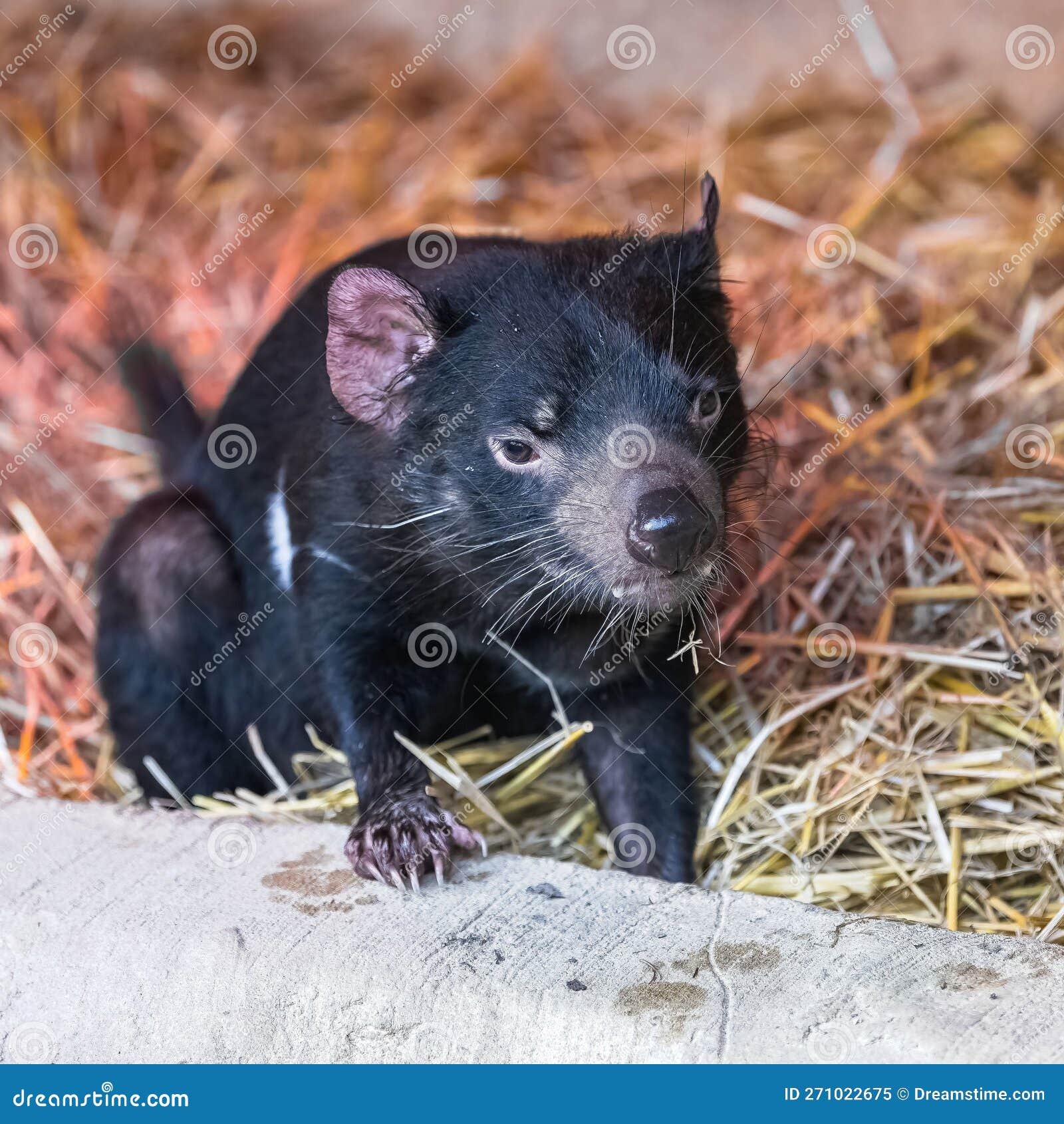 A Tasmanian devil, animal stock image. Image of beast - 271022675