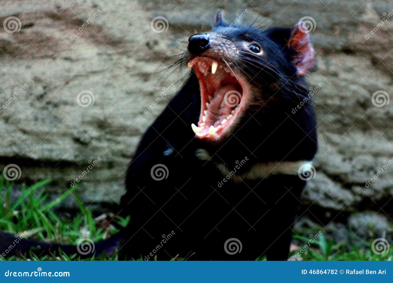 Aggressive Tasmanian Devil Sarcophilus Harrisii With Mouth Open Showing ...